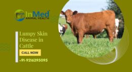 Lumpy Skin Disease in Cattle | Inmed Animal Health